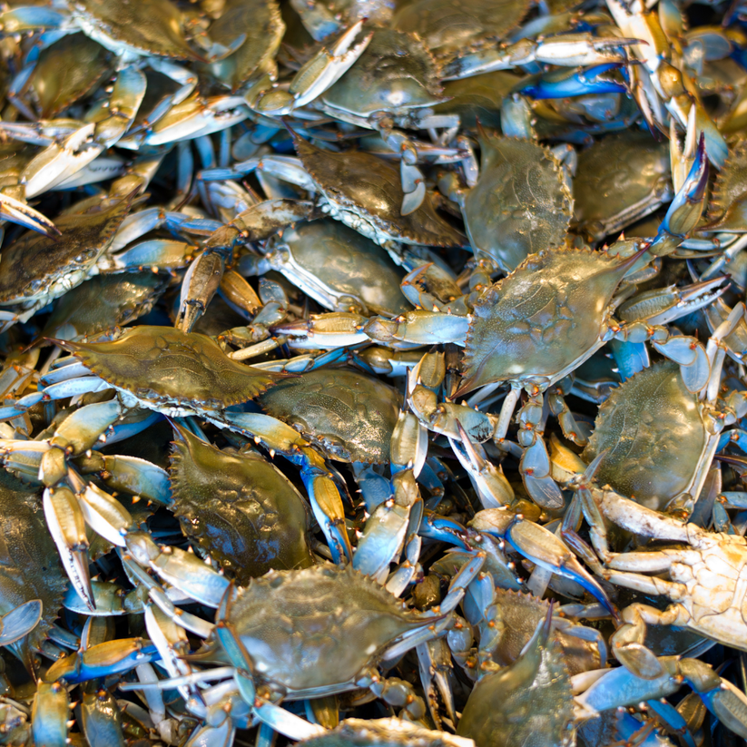 Chesapeake Crab Connection - Live Male Blue Crabs - Order Crabs Online