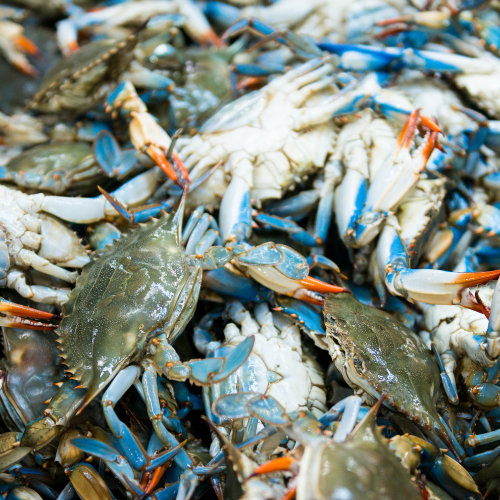 Chesapeake Crab Connection - Live Female Blue Crabs - Shop Online